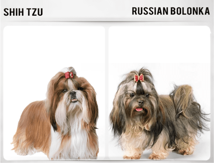 15 Dog Breeds Like the Shih Tzu - HubPages