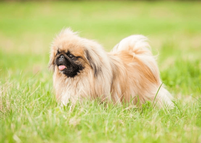 15 Dog Breeds Like the Shih Tzu - HubPages