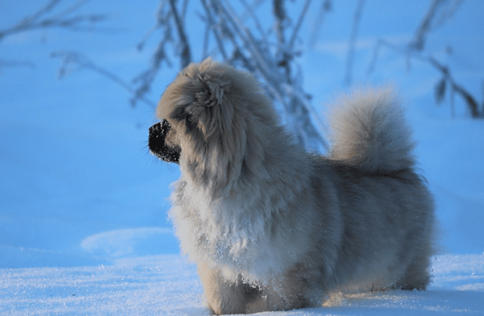 15 Dog Breeds Like the Shih Tzu - HubPages