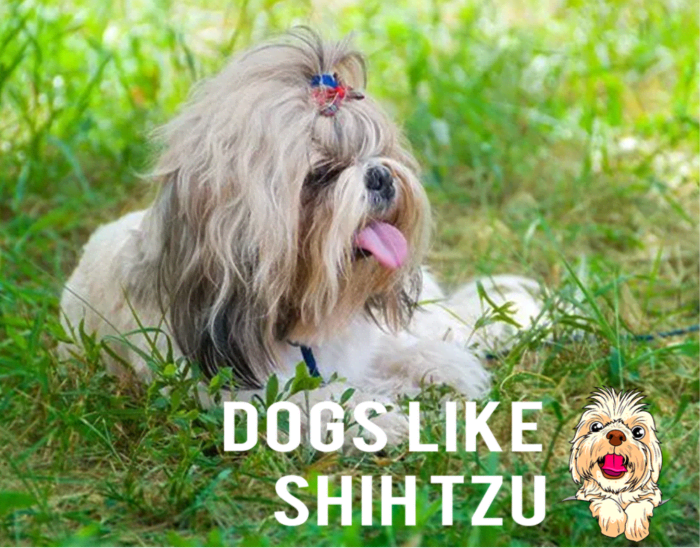 15 Dog Breeds Like the Shih Tzu - HubPages