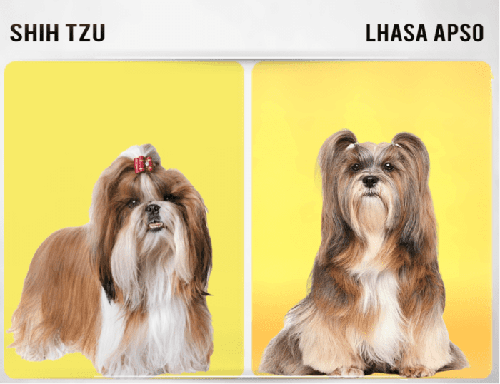 15 Dog Breeds Like the Shih Tzu - HubPages