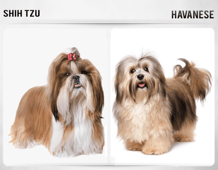 15 Dog Breeds Like the Shih Tzu - HubPages