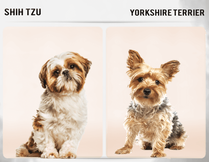 15 Dog Breeds Like the Shih Tzu - HubPages