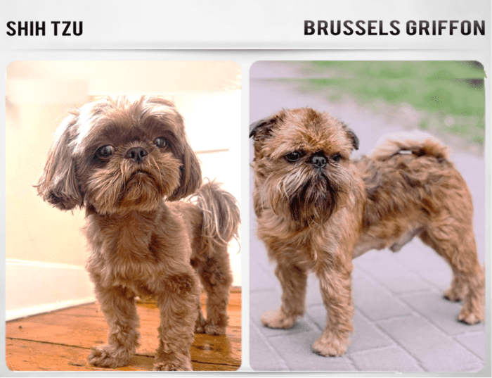 15 Dog Breeds Like the Shih Tzu - HubPages