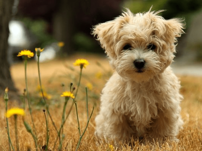 15 Dog Breeds Like the Shih Tzu - HubPages