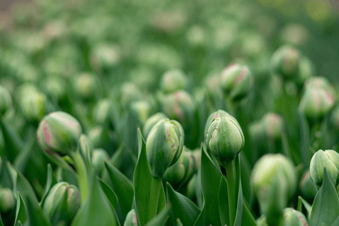 4 Easy Steps to Plant a Flower Bulb - Dengarden