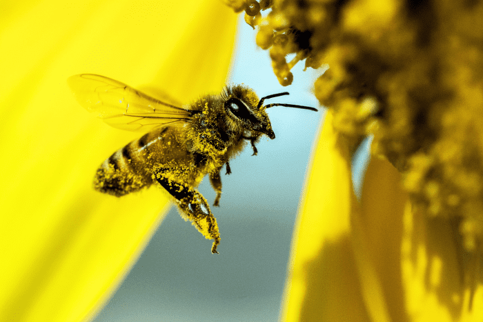 How to Transport Bees in a Car - Dengarden