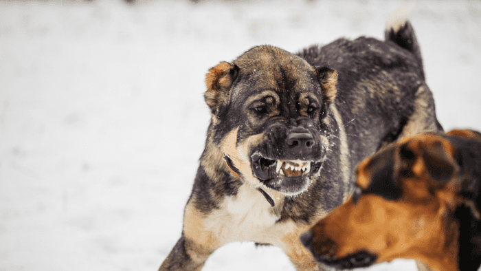 Bared Teeth in Dogs: Why Do Dogs Show Their Teeth? - HubPages