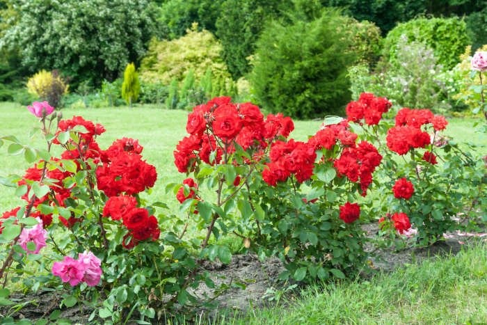 Top 10 Most Fragrant Flowers - Dengarden