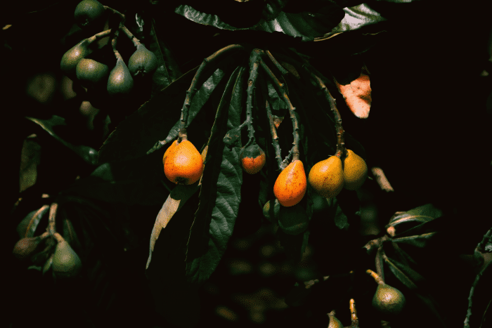 What Are the Health Benefits of Eating Loquat Fruits? - Dengarden