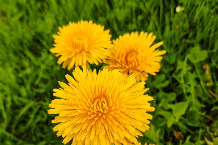 How to Forage for Herbs and Edible Plants in Your Neighbourhood - Dengarden