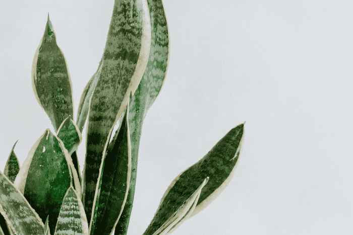 12 Houseplants for Low Light Conditions - Dengarden