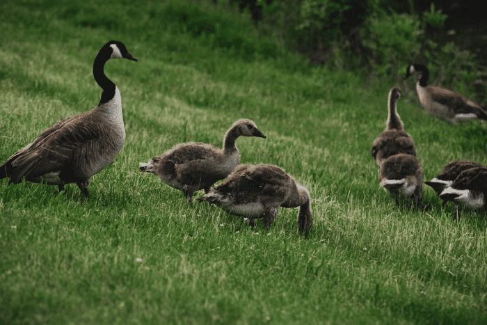 Ecological Landscaping: Using Geese as Lawn Mowers - Dengarden