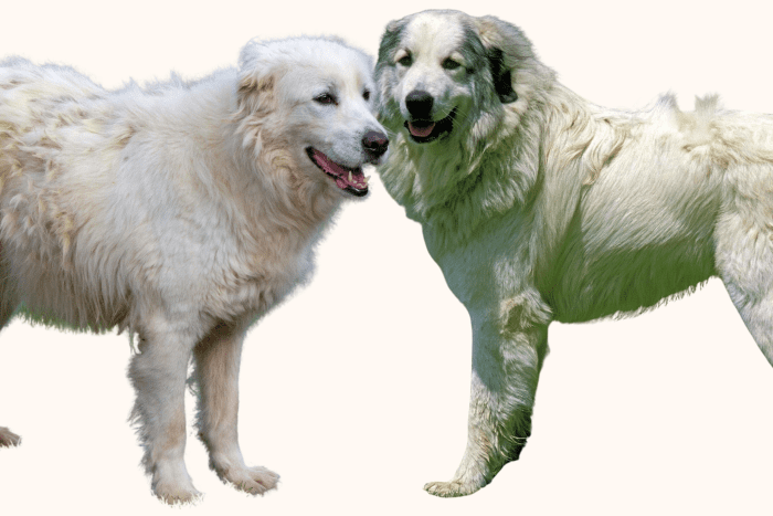 Maremma Sheepdog vs Great Pyrenees: 10 Differences - PetHelpful