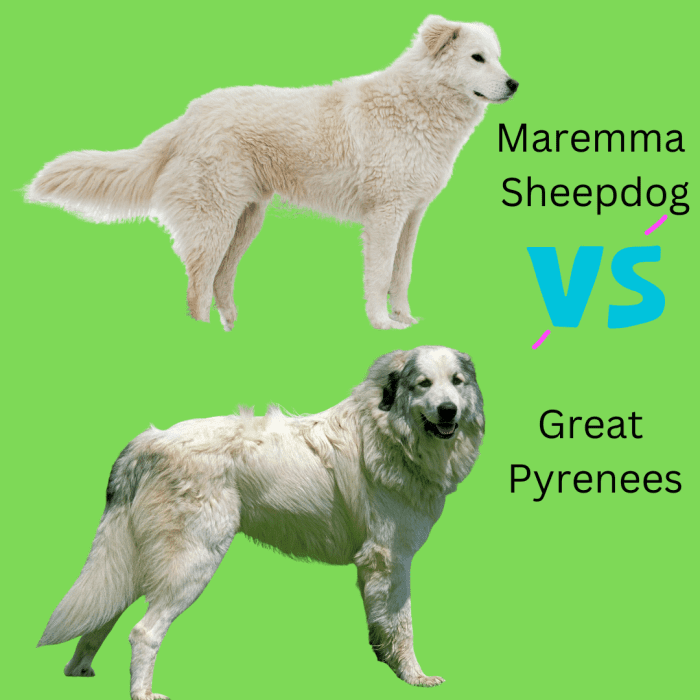 Maremma Sheepdog vs Great Pyrenees: 10 Differences - PetHelpful