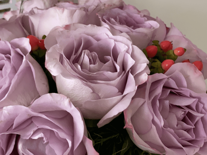 What Do Purple Roses Mean? Plus Exciting Ways to Give Them - HubPages