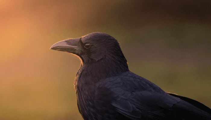 Crows as Pets: Is It Legal to Have a Pet Crow? - HubPages