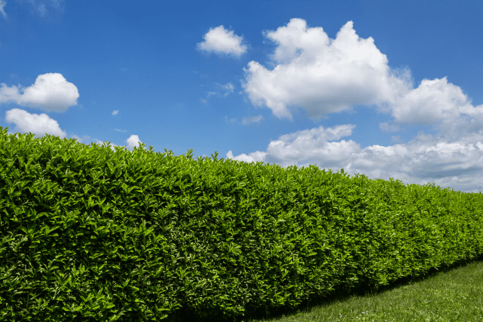 The 8 Best Hedge Plants - Dengarden
