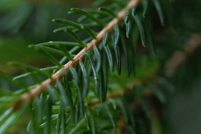 Why Not to "Limb Up" Evergreen Trees - Dengarden