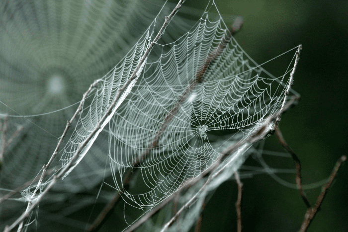 Spider Web Tattoos: Meanings, Ideas, and Pictures - HubPages