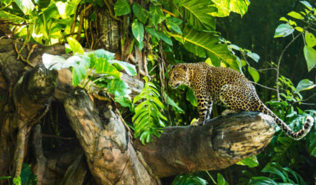 Top 10 Amazing Wildlife Encounters to Experience once in your lifetime ...