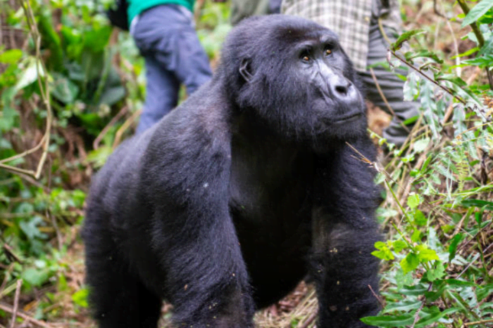 Top 10 Amazing Wildlife Encounters to Experience once in your lifetime ...