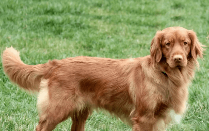 11 Dog Breeds Like the Labrador Retriever - HubPages