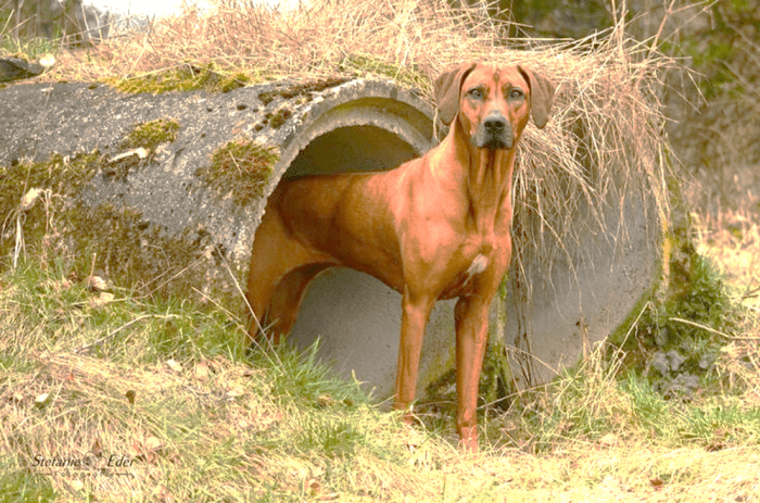 11 Dog Breeds Like the Labrador Retriever - HubPages