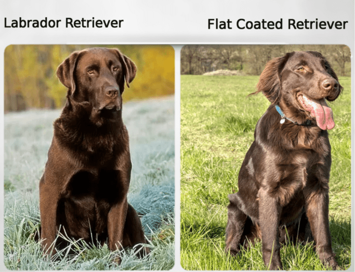 11 Dog Breeds Like the Labrador Retriever - HubPages