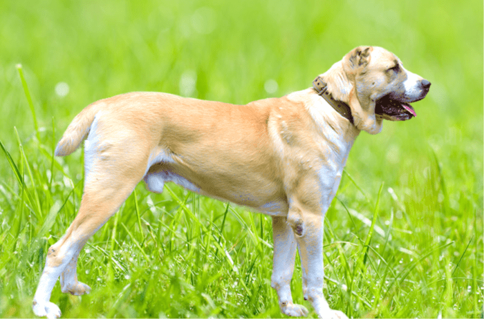 11 Dog Breeds Like the Labrador Retriever - HubPages