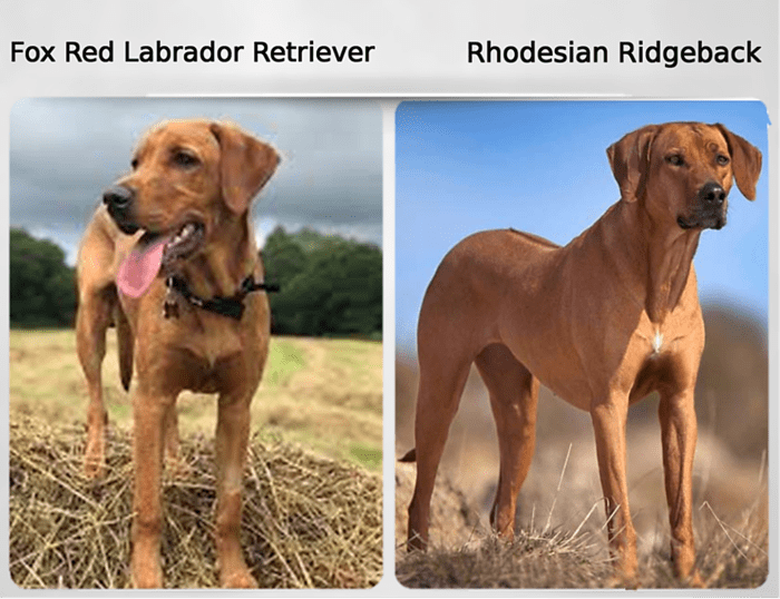 11 Dog Breeds Like the Labrador Retriever - HubPages