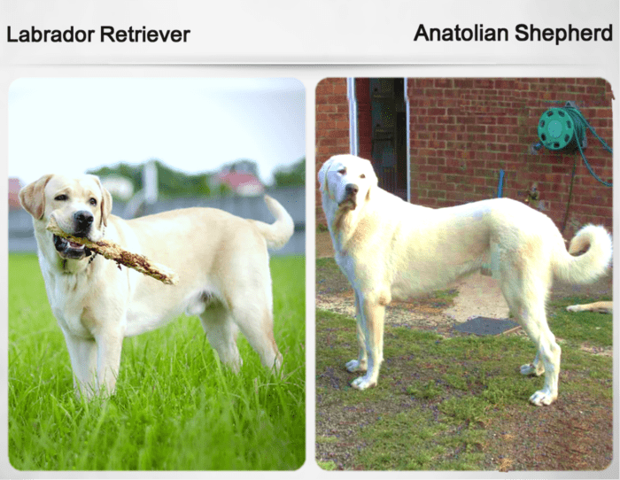 11 Dog Breeds Like the Labrador Retriever - HubPages