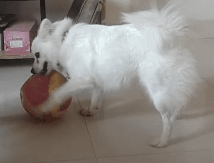 Indian Spitz: Breed Information, Facts and Characteristics - HubPages