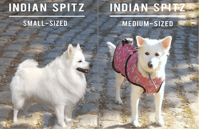 Indian Spitz: Breed Information, Facts and Characteristics - HubPages