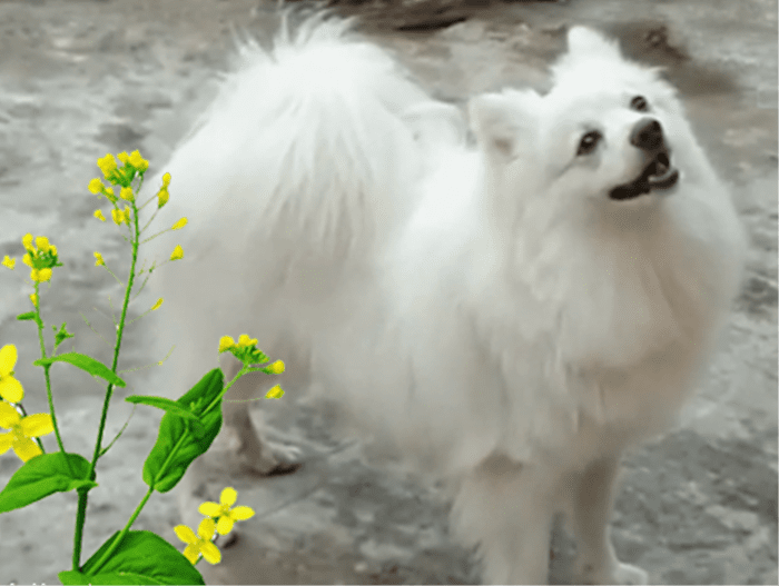 Indian Spitz: Breed Information, Facts and Characteristics - HubPages