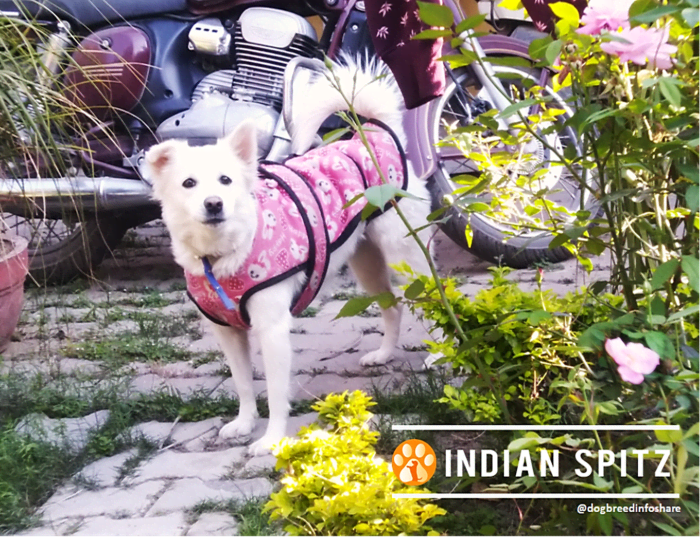 Indian Spitz: Breed Information, Facts and Characteristics - HubPages