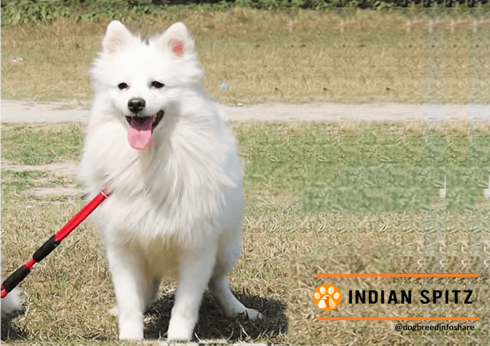 Indian Spitz: Breed Information, Facts and Characteristics - HubPages