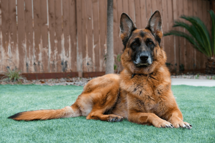 Reducing Territoriality in German Shepherds Who Dislike Guests - HubPages