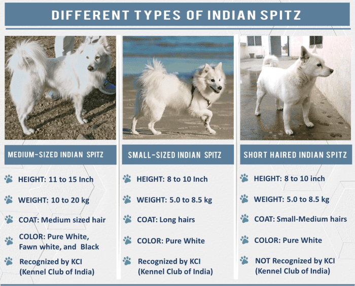 Indian Spitz: Breed Information, Facts and Characteristics - HubPages