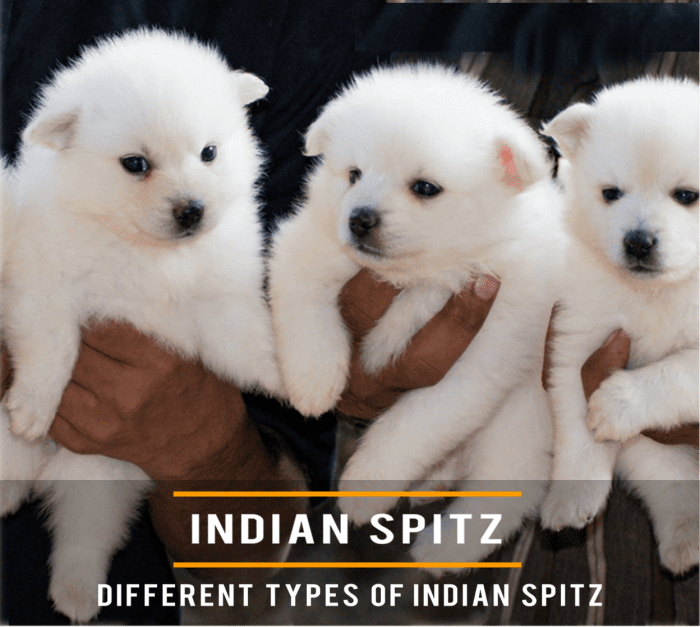 15 Things to Consider Before Owning an Indian Spitz - HubPages