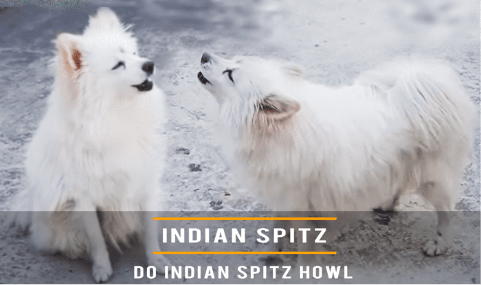 15 Things to Consider Before Owning an Indian Spitz - HubPages