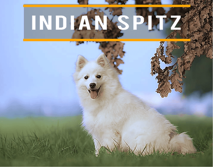 15 Things to Consider Before Owning an Indian Spitz - HubPages