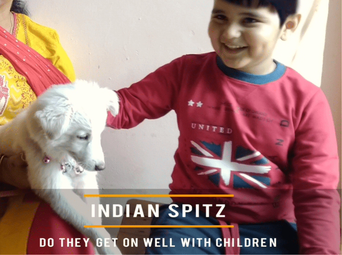 15 Things to Consider Before Owning an Indian Spitz - HubPages