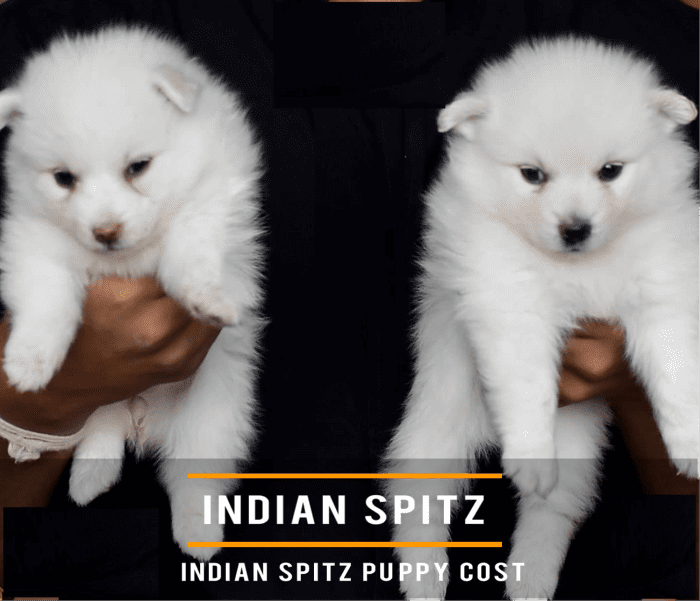 15 Things to Consider Before Owning an Indian Spitz - HubPages