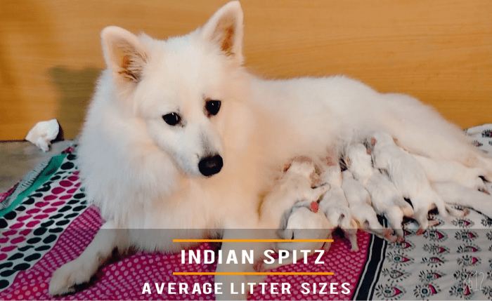 15 Things to Consider Before Owning an Indian Spitz - HubPages