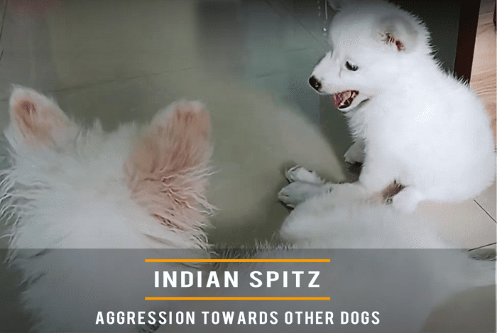 15 Things to Consider Before Owning an Indian Spitz - HubPages