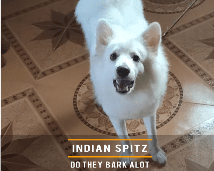 15 Things to Consider Before Owning an Indian Spitz - HubPages
