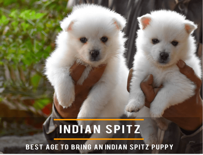 15 Things to Consider Before Owning an Indian Spitz - HubPages