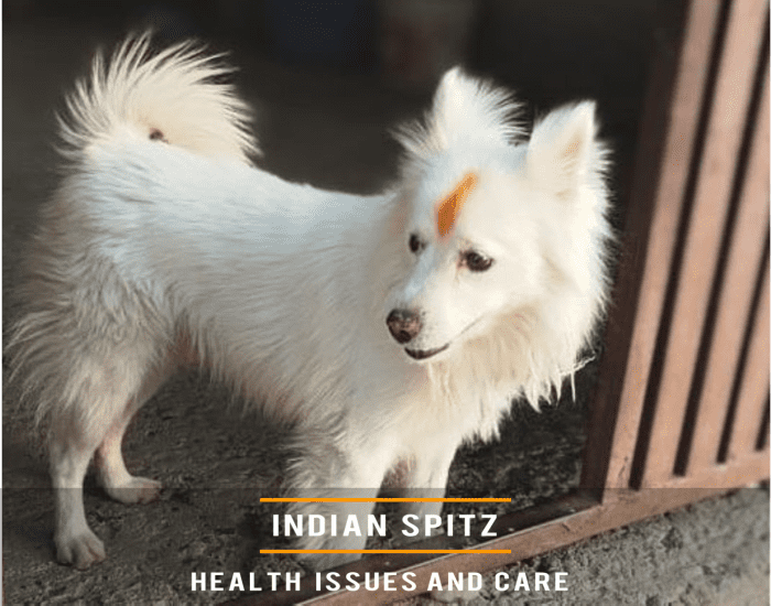 15 Things to Consider Before Owning an Indian Spitz - HubPages