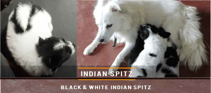 15 Things to Consider Before Owning an Indian Spitz - HubPages